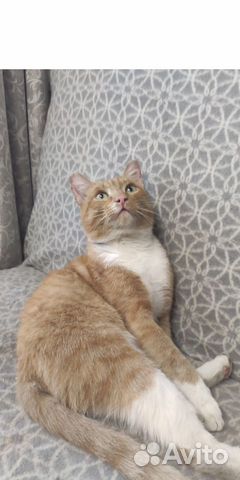 Персик, 1,5 года, умный котик