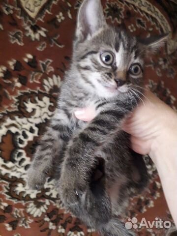 Кошечка в добрые руки