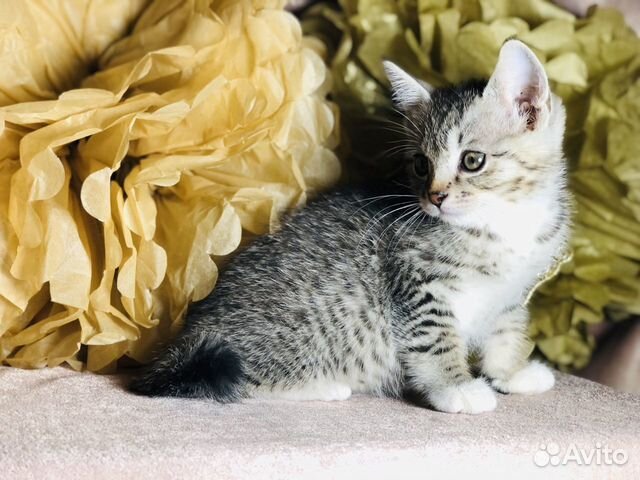 Короткохвостый котенок из помета манчкина и курбоб