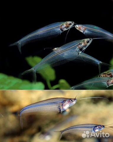 Стеклянный сом