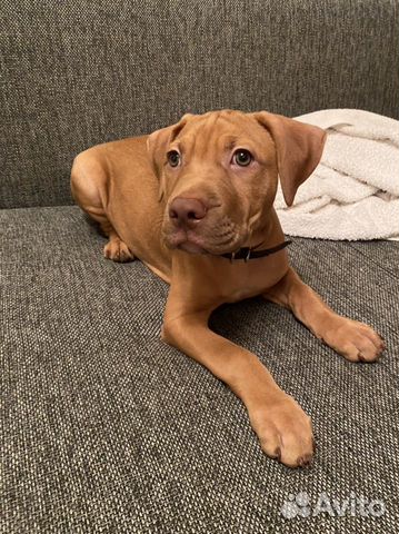 Американский питбультерьер