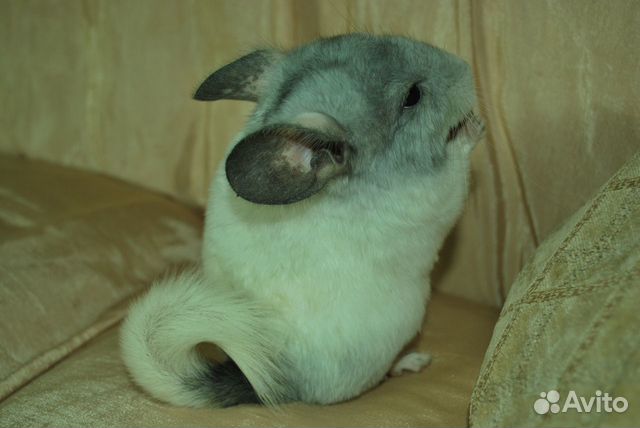 Шиншилла белый Вильсон мальчик 3.5 мес