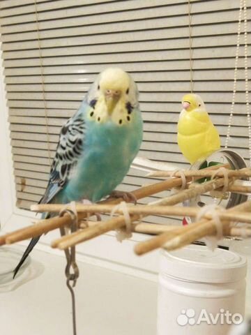 Волнистый попугай самка