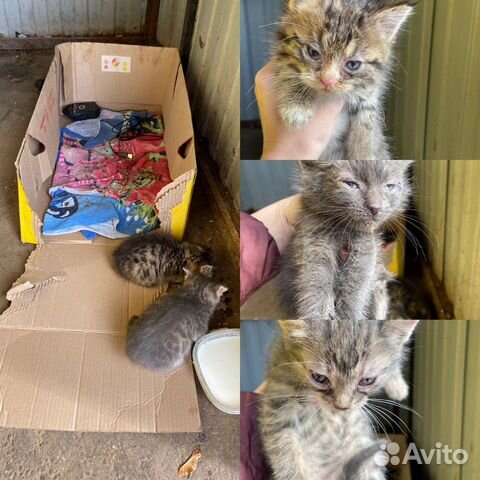 Малышей выбросили на мусорку