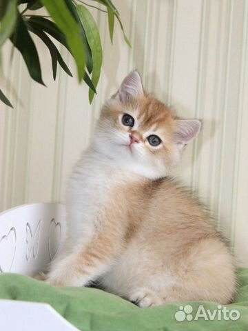 Британский золотой котик