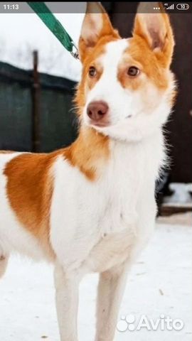 Собака Ромашка