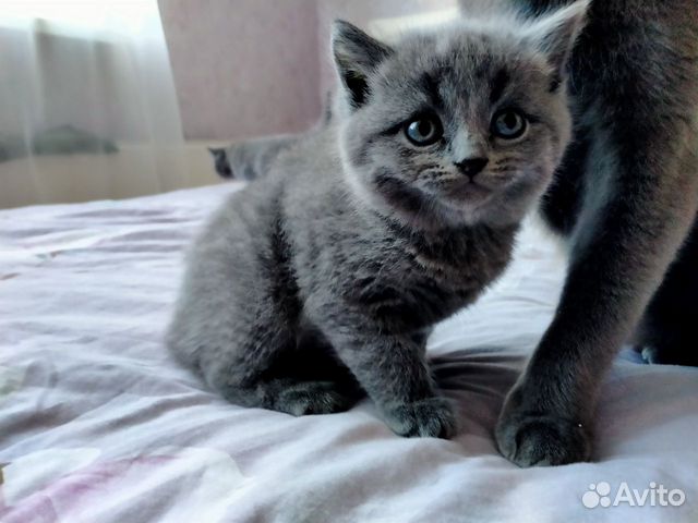 Британские котята