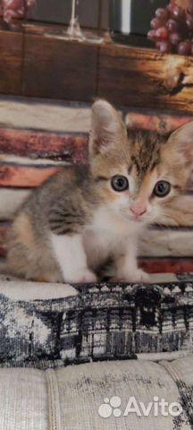Отдам даром котёнка (девочка)