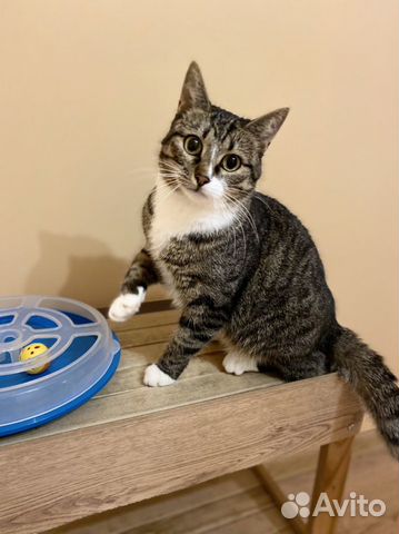 Даша ищет дом