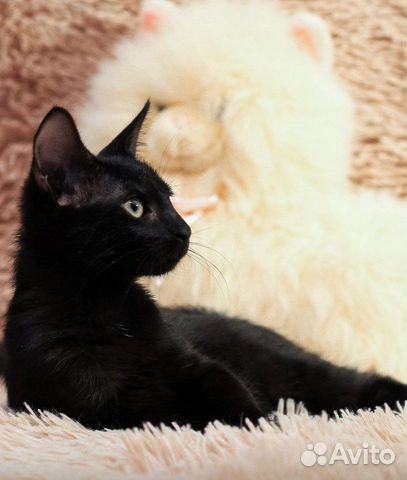 Котенок последние дни на передержке