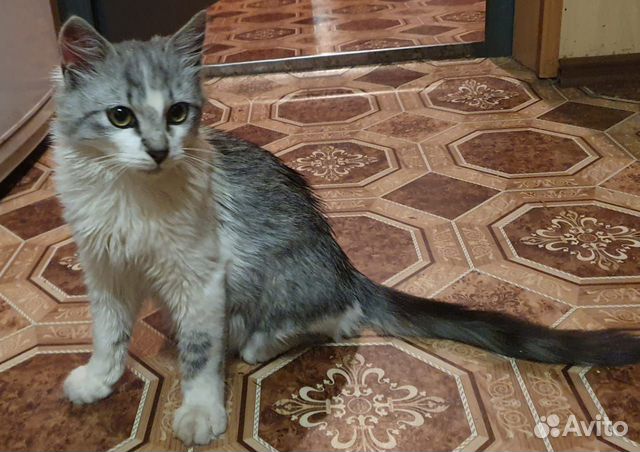 Котёнок рустик, 3 мес, пепельно-дымчатого окраса