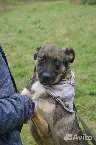 Собака в добрые руки