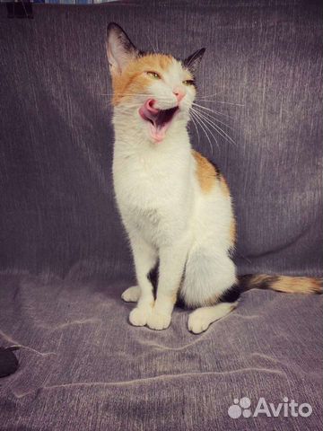 Кошка ищем дом