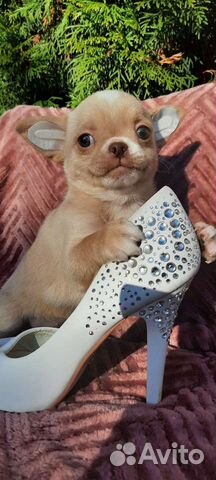 Улыбчивая крамотка