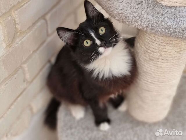 Котёнок Честер 4 мес, кастрированн и привит