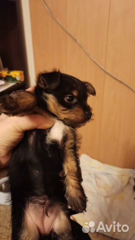 Щенки йорка