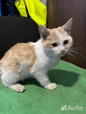 Котенок бесплатно