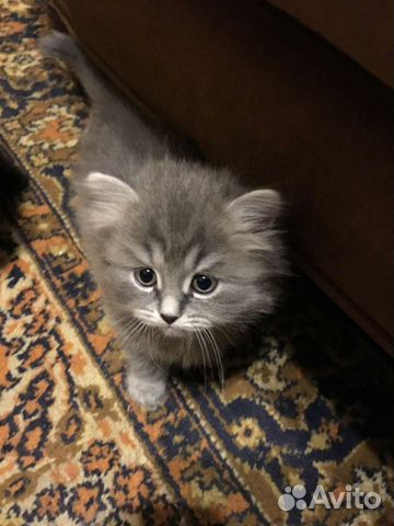 Мама-кошка британка. Папа-сибиряк