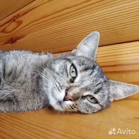 Очень ласковая Корица в добрые руки