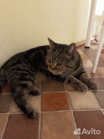 Котик в добрые руки