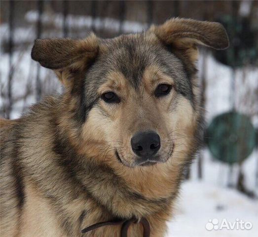 Пушистик Лайк