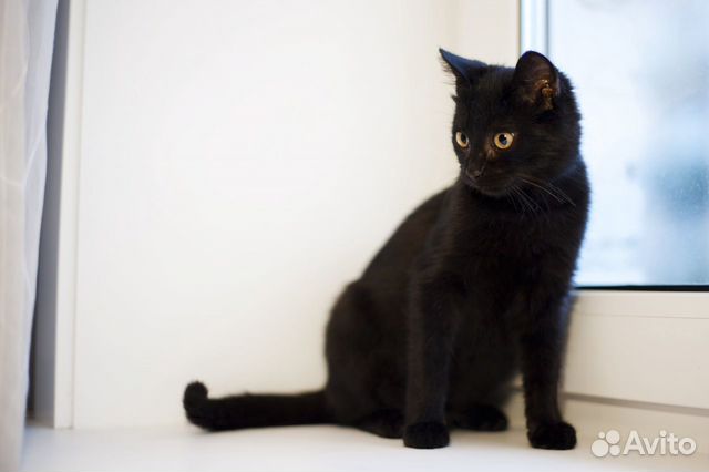 Чарли, котенок в дар, 5 мес