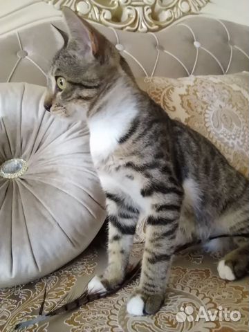 Котенок Симба ждет любщих хозяев