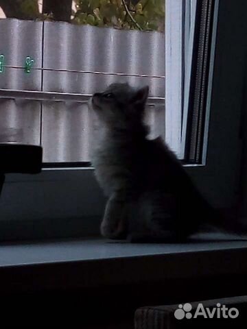 Котята в добрые руки,девочки,очень ласковые и игру