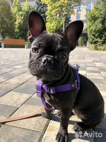 Французский бульдог