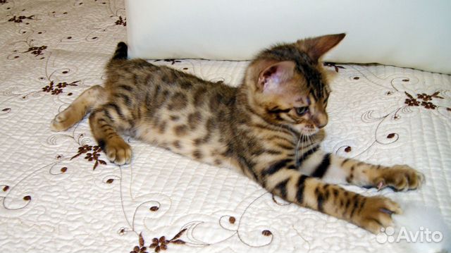 Котята бенгалы ben24