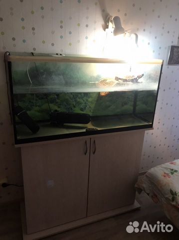 Отдам бесплатно черепаху