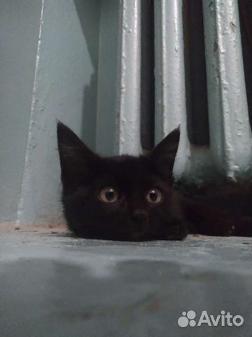 Черный пушистый котенок