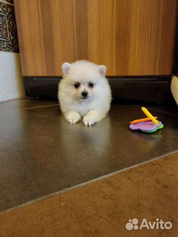 Померанский шпиц девочка