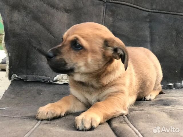 Щенок в добрые руки