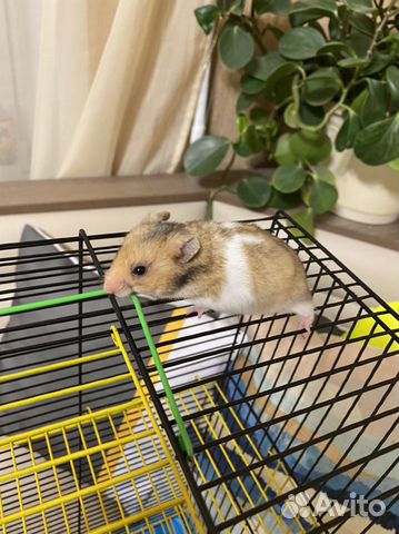 Сирийский хомяк