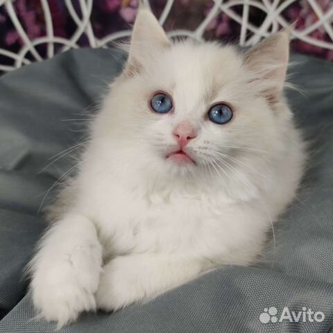 Девочка рэгдолл, блю Биколор торти, родословная