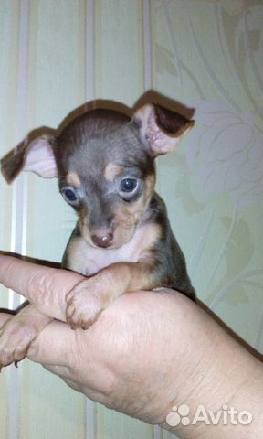 Очаровательная мини шоколадка