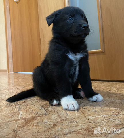 Щенок 4 недели девочка