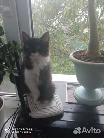 Отдам котенка в добрые руки
