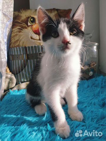 Коты близнецы котёнок