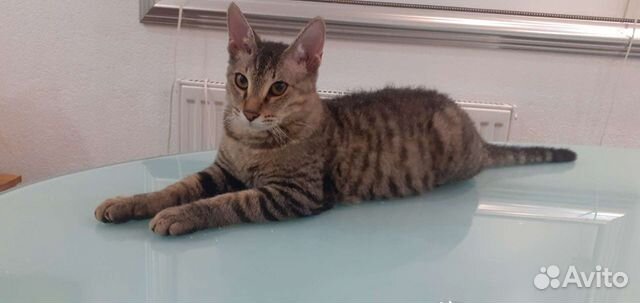 Коёнок саванна ф5