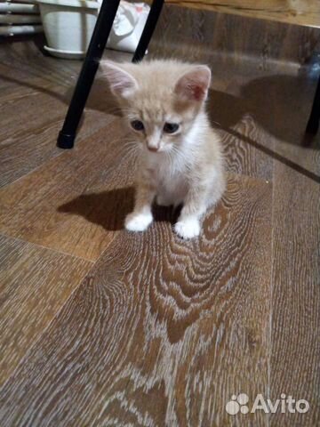 Рыжий котенок