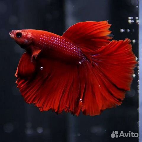 Рыбка петушок халфмун красный