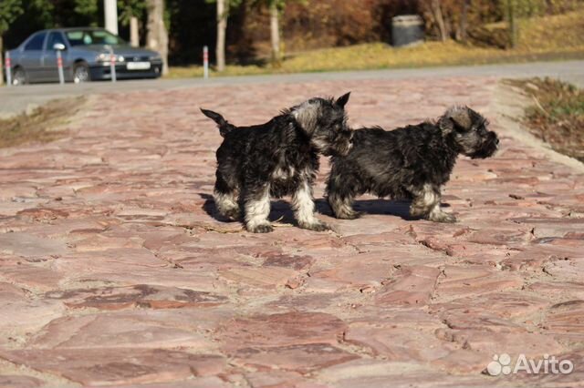 Цвергшнауцер