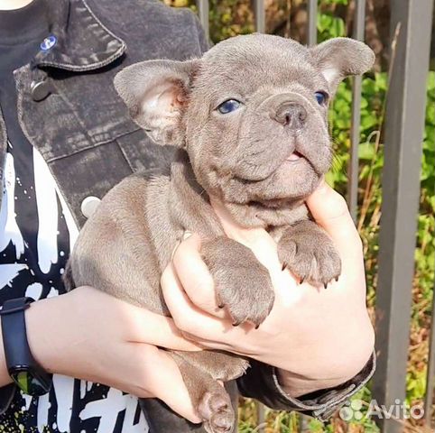 Королева Марго