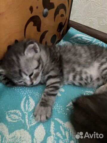 Полубританские котята