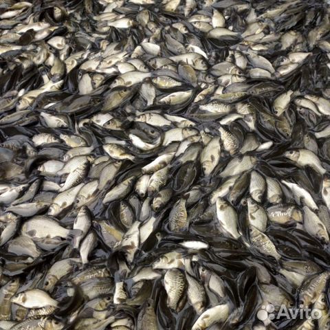 Рыбопосадочный материал