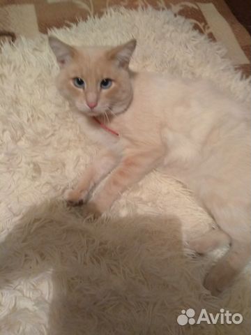Дачный ласковый котик