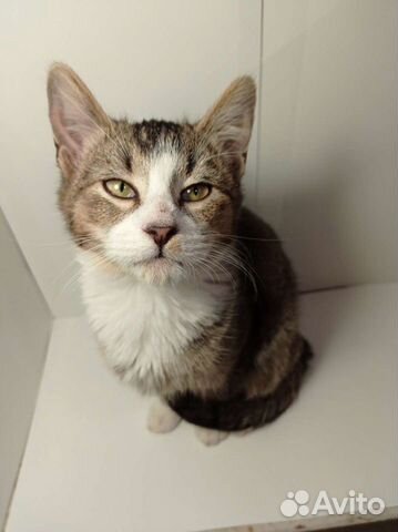 Кот,котенок, котенок вискас, бесплатно