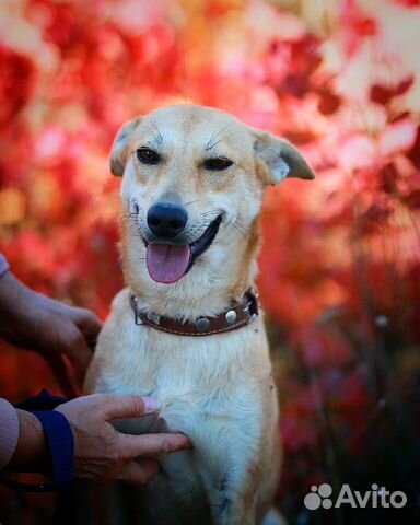 Жизнерадостная Алиса ждет тебя